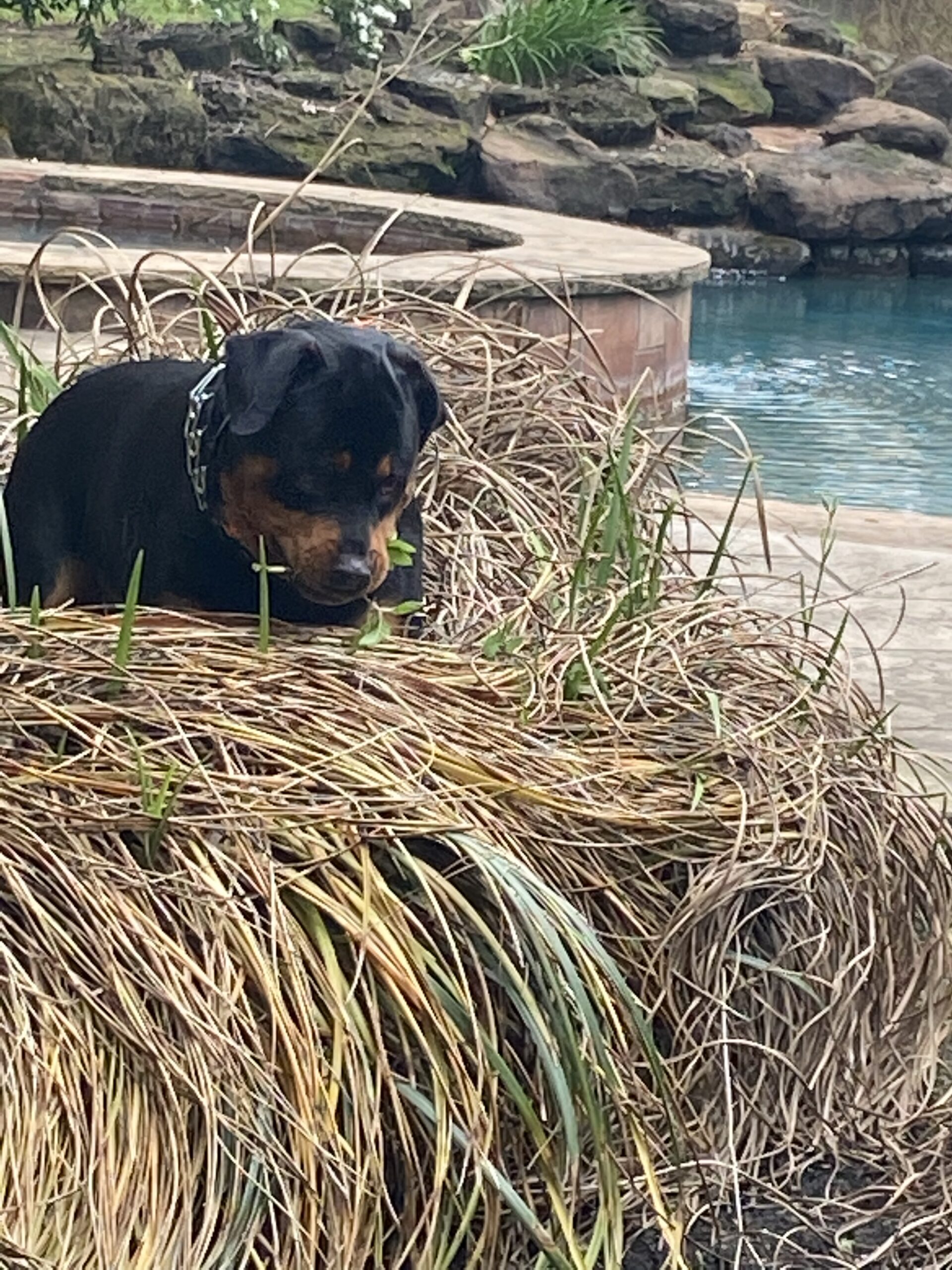 Charlie – Fond Memories Pet Cemetery and Crematorium | Pet Cremation ...