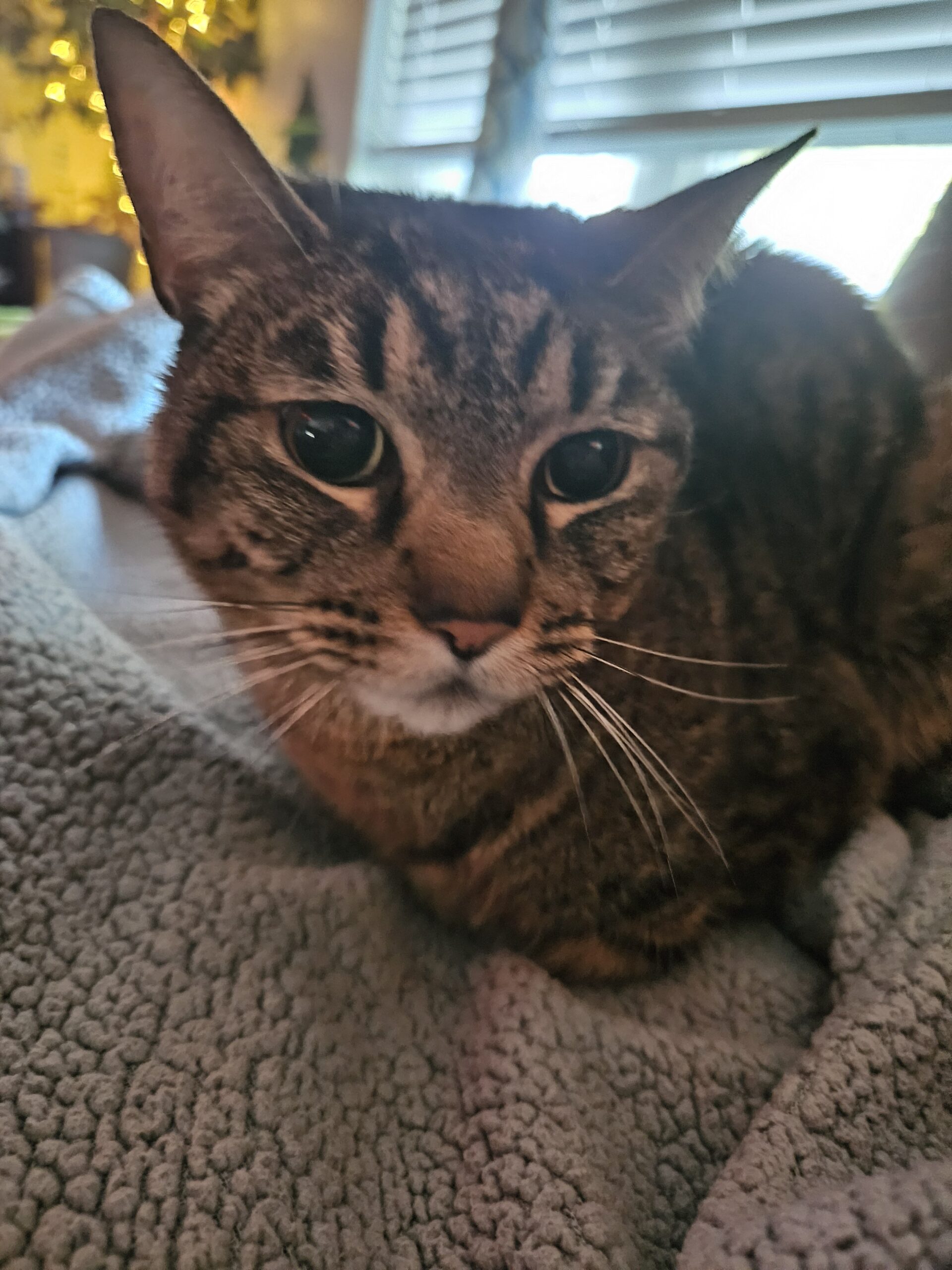 Thomas Goodson - Fond Memories Pet Cemetery and Crematorium | Pet Cremation | Conroe | Houston ...